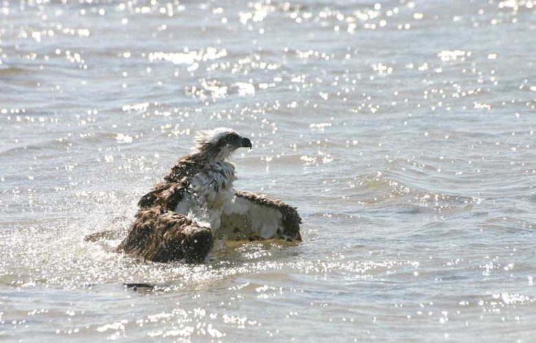 Ospreys: Fish Predator Secrets Revealed - Grit
